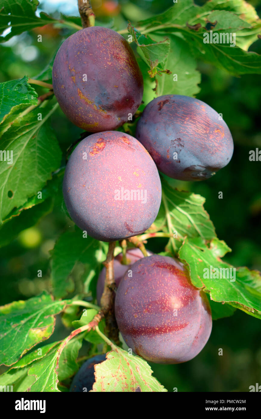 Plum tree seedling hi-res stock photography and images - Alamy