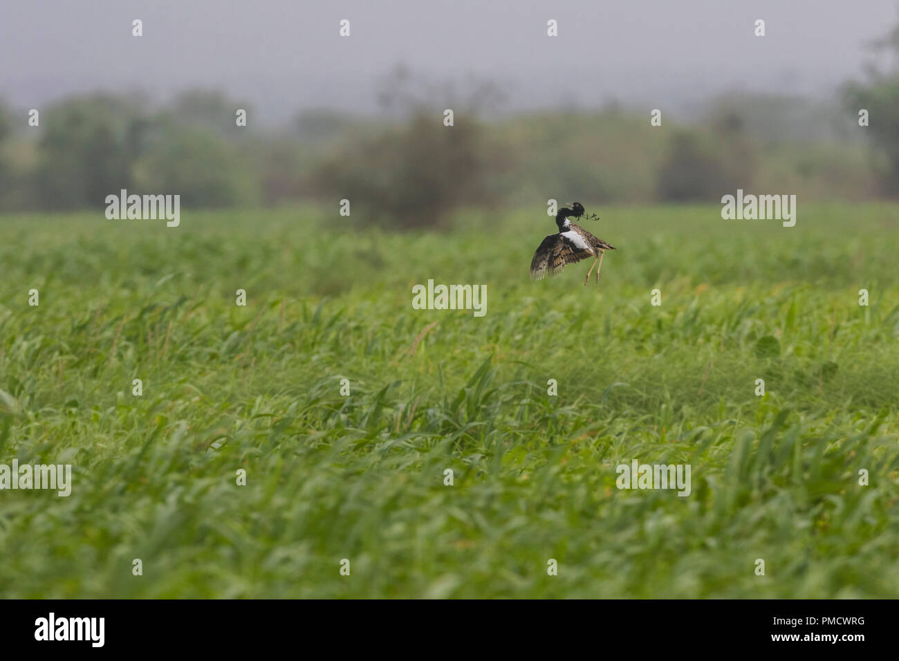 Rare and endangered Lesser Florican displaying mating ritual in lush ...