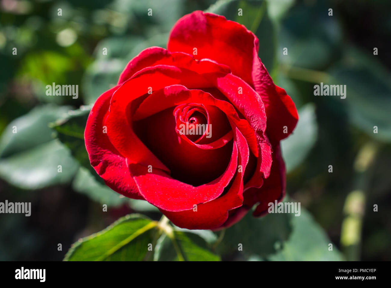 Blooming beautiful colorful rose in garden nature background Stock ...