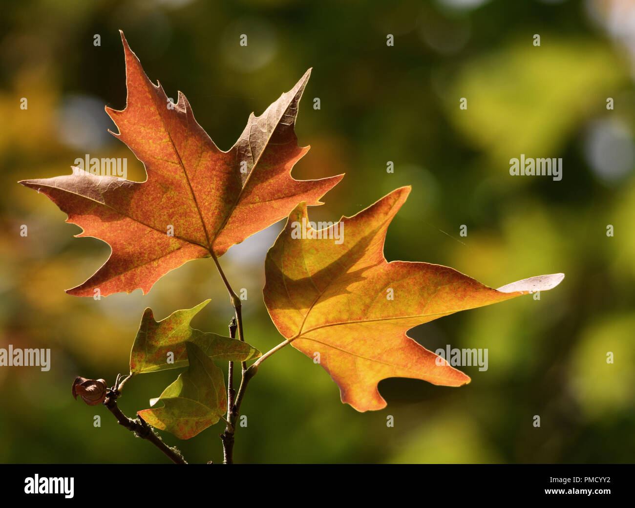 Fall / Autumn leaves close up Stock Photo - Alamy