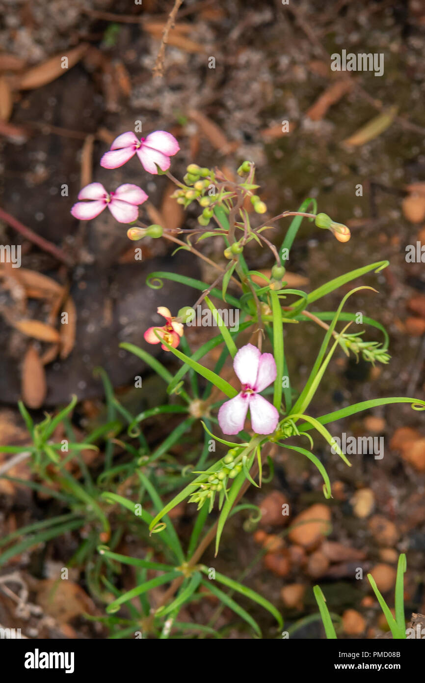 Stylidium hi-res stock photography and images - Alamy