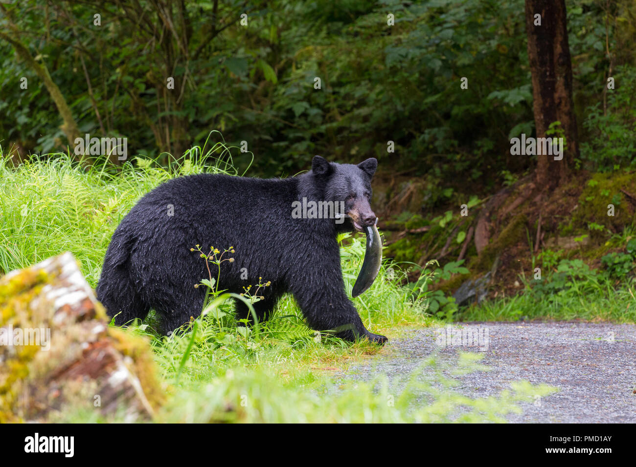 Anan Creek Bear Observatory, Tongass National Forest, Alaska Stock ...