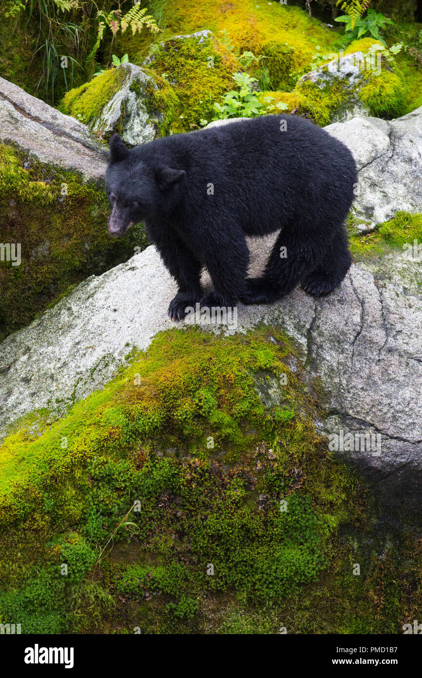 Anan Creek Bear Observatory, Tongass National Forest, Alaska Stock ...