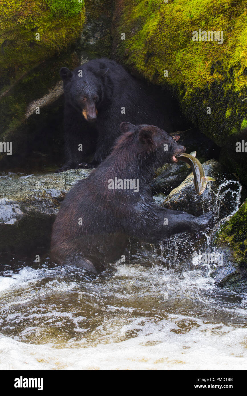 Anan Creek Bear Observatory, Tongass National Forest, Alaska Stock ...