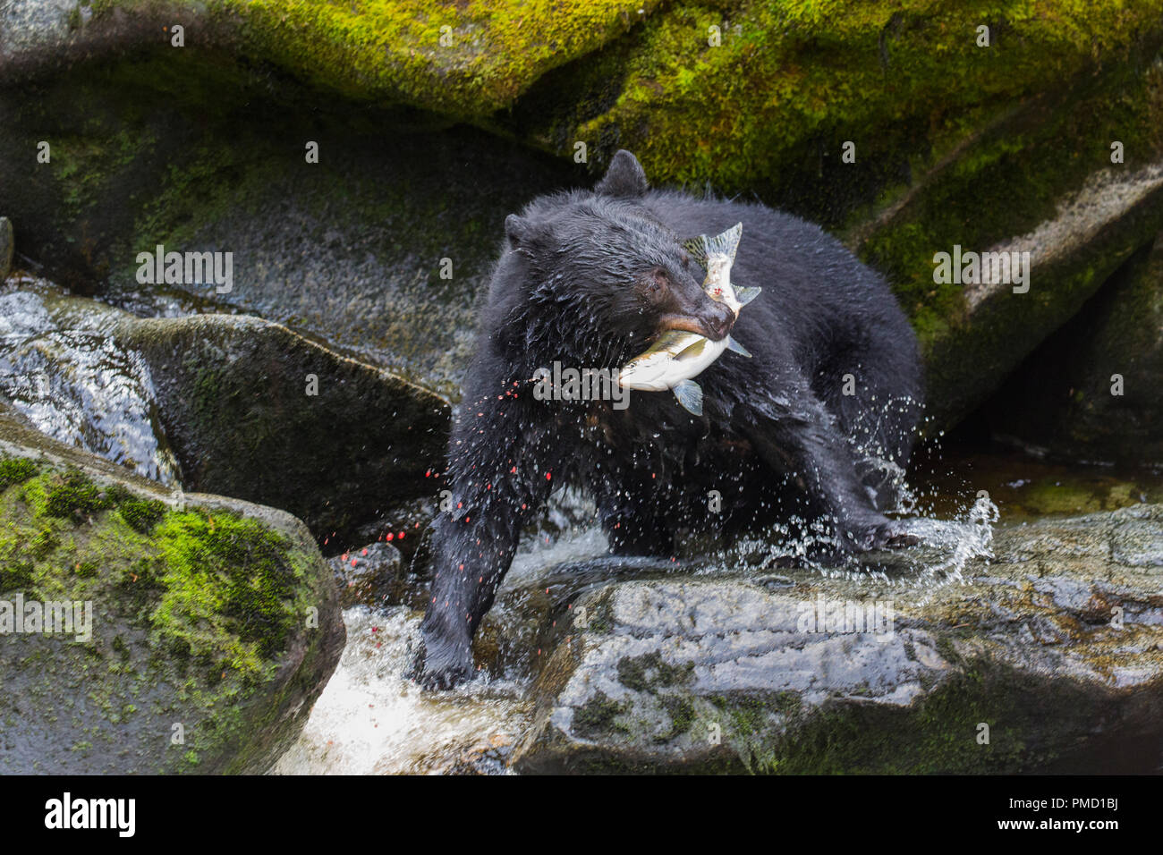 Anan Creek Bear Observatory, Tongass National Forest, Alaska Stock ...