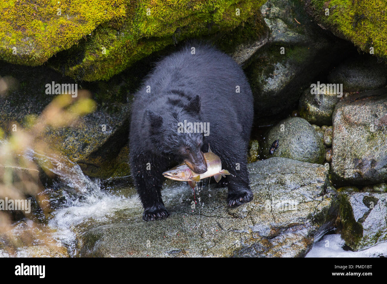 Anan Creek Bear Observatory, Tongass National Forest, Alaska Stock ...