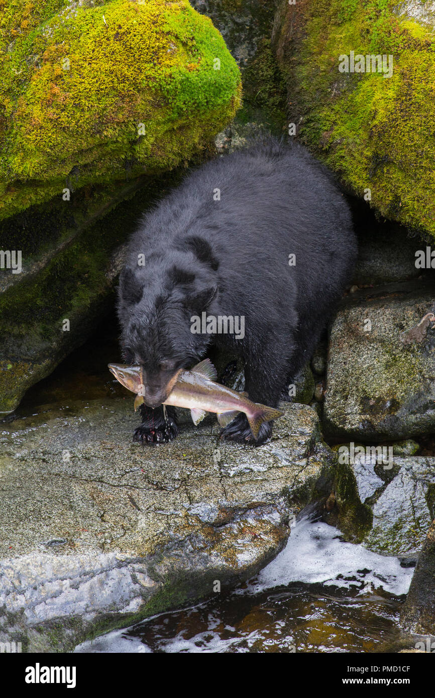 Bear observatory hi-res stock photography and images - Alamy