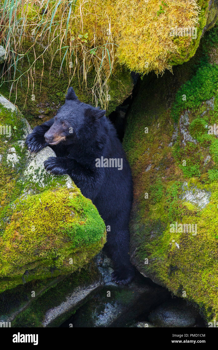 Anan Creek Bear Observatory, Tongass National Forest, Alaska Stock ...