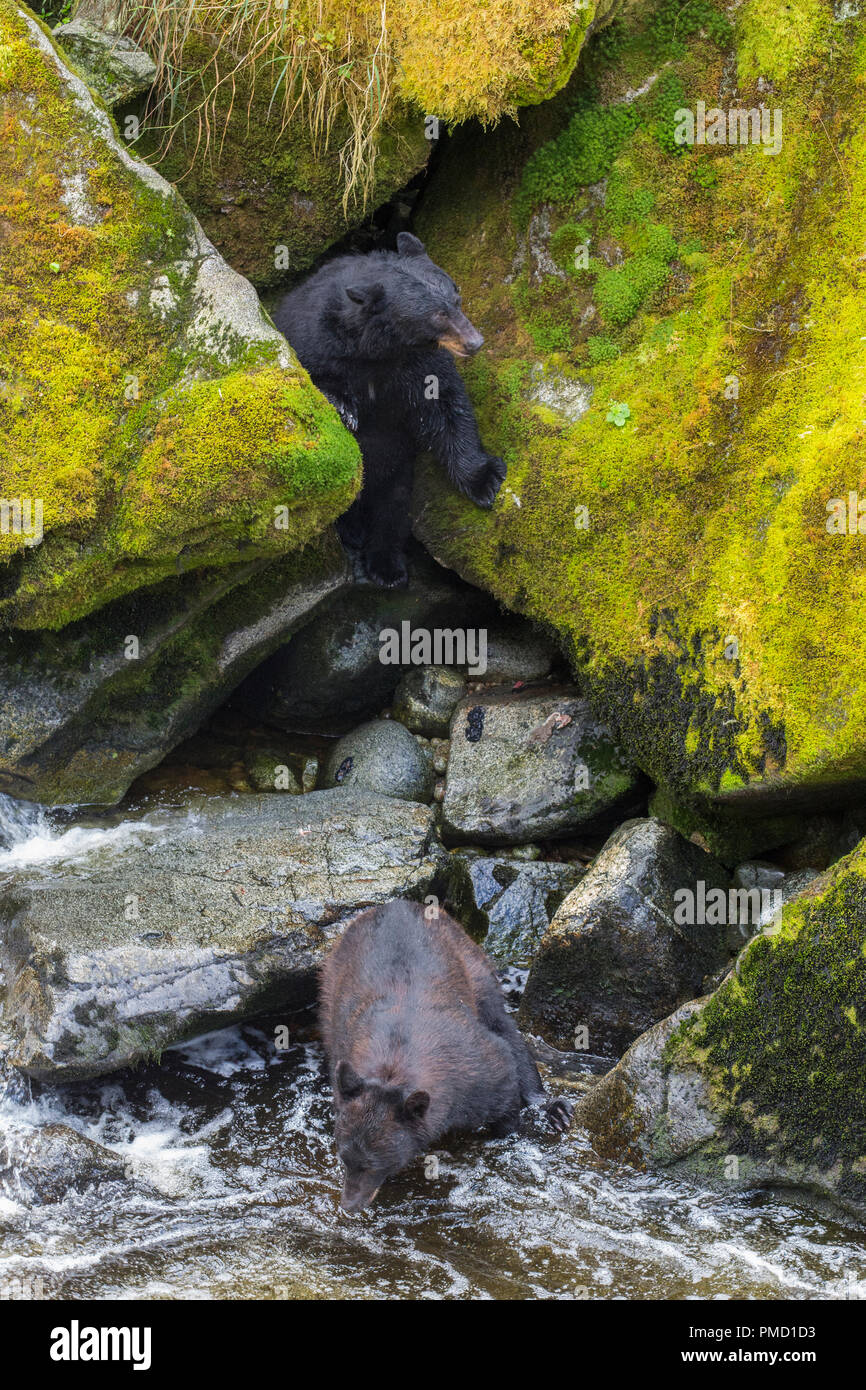 Anan Creek Bear Observatory, Tongass National Forest, Alaska Stock ...