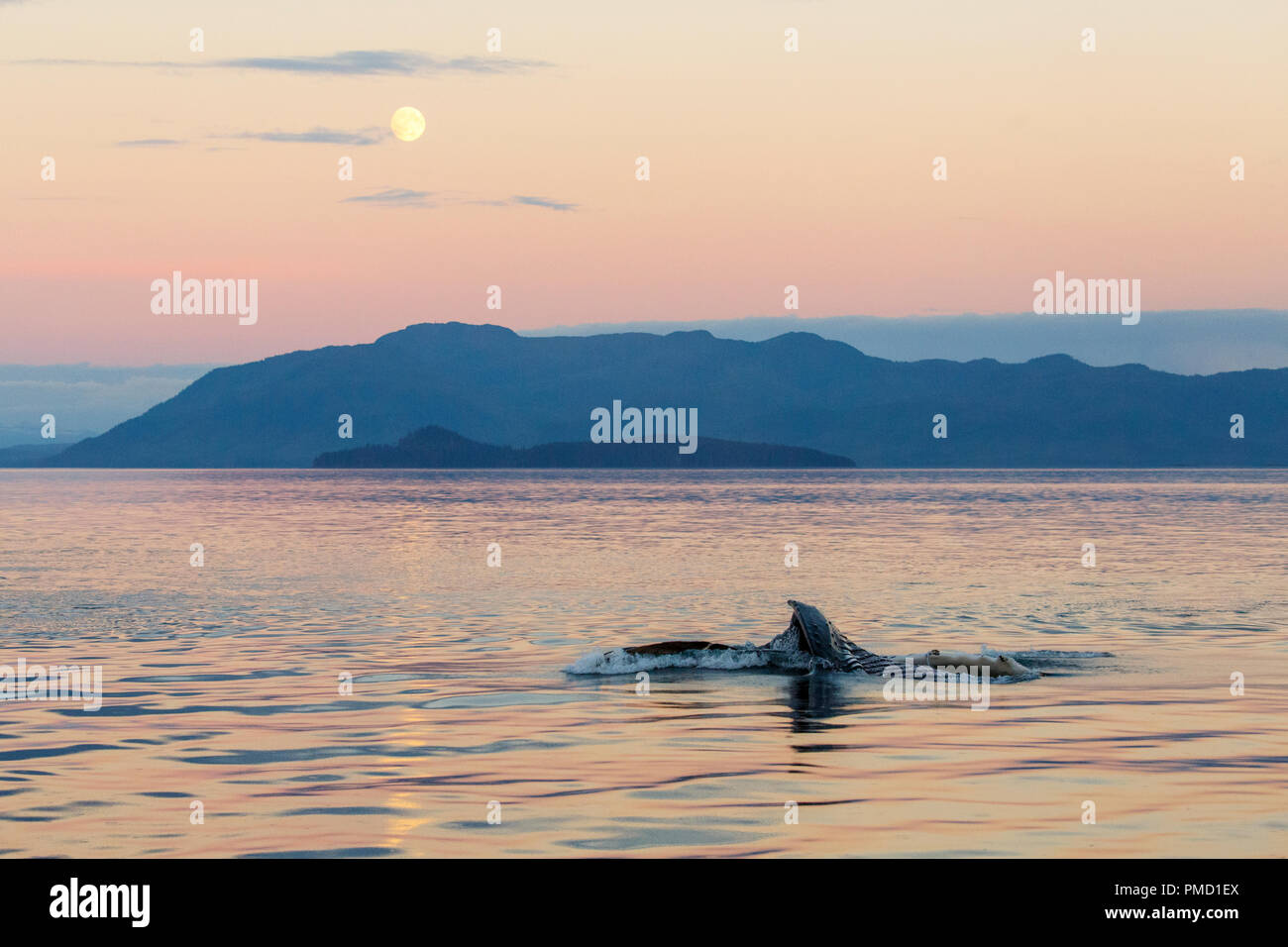Megaptera novaeangliae humpback whale hi-res stock photography and ...