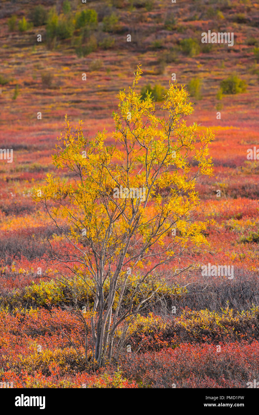 Aspen brooks hi-res stock photography and images - Alamy