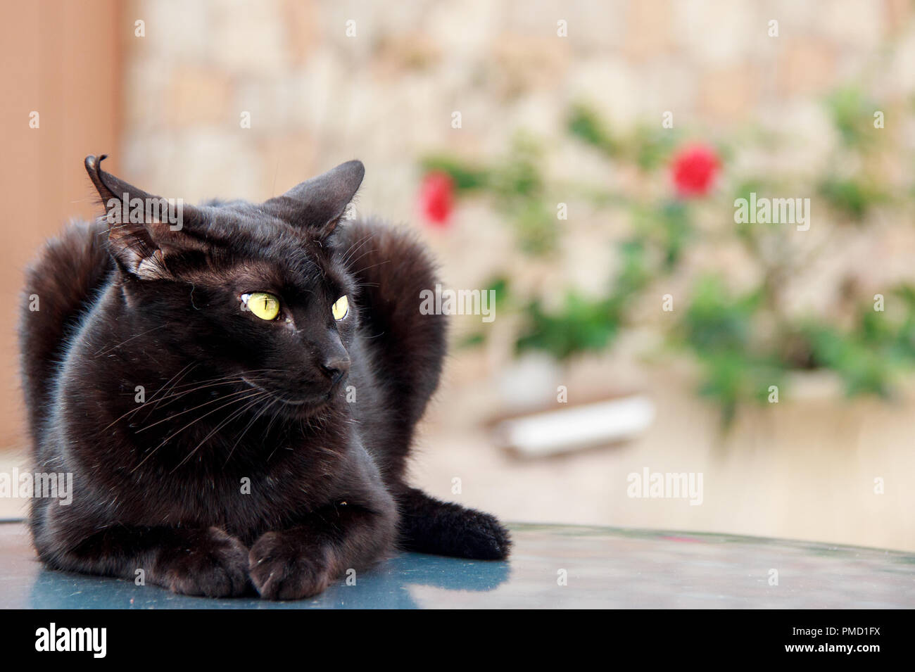 Black Cat Lookin Right Stock Photo - Alamy
