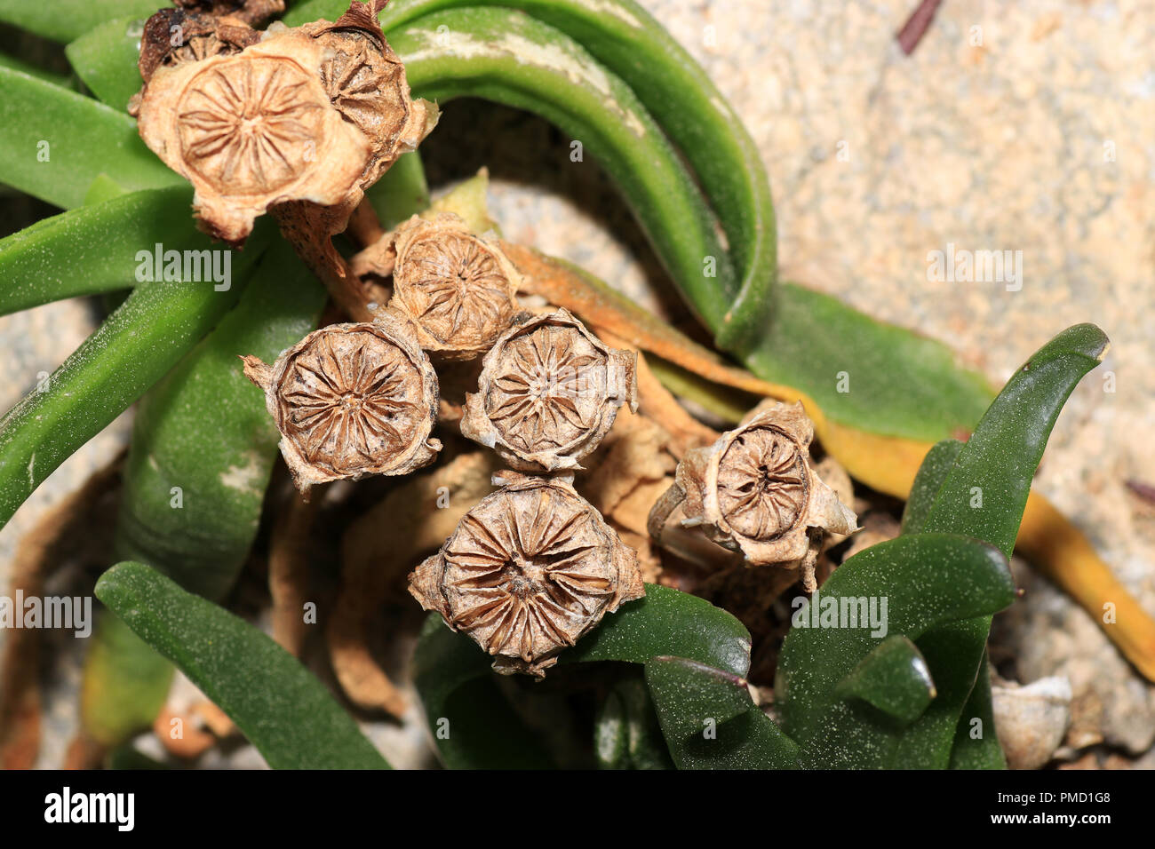 Succulents are succulent plants that are adapted to special climatic ...