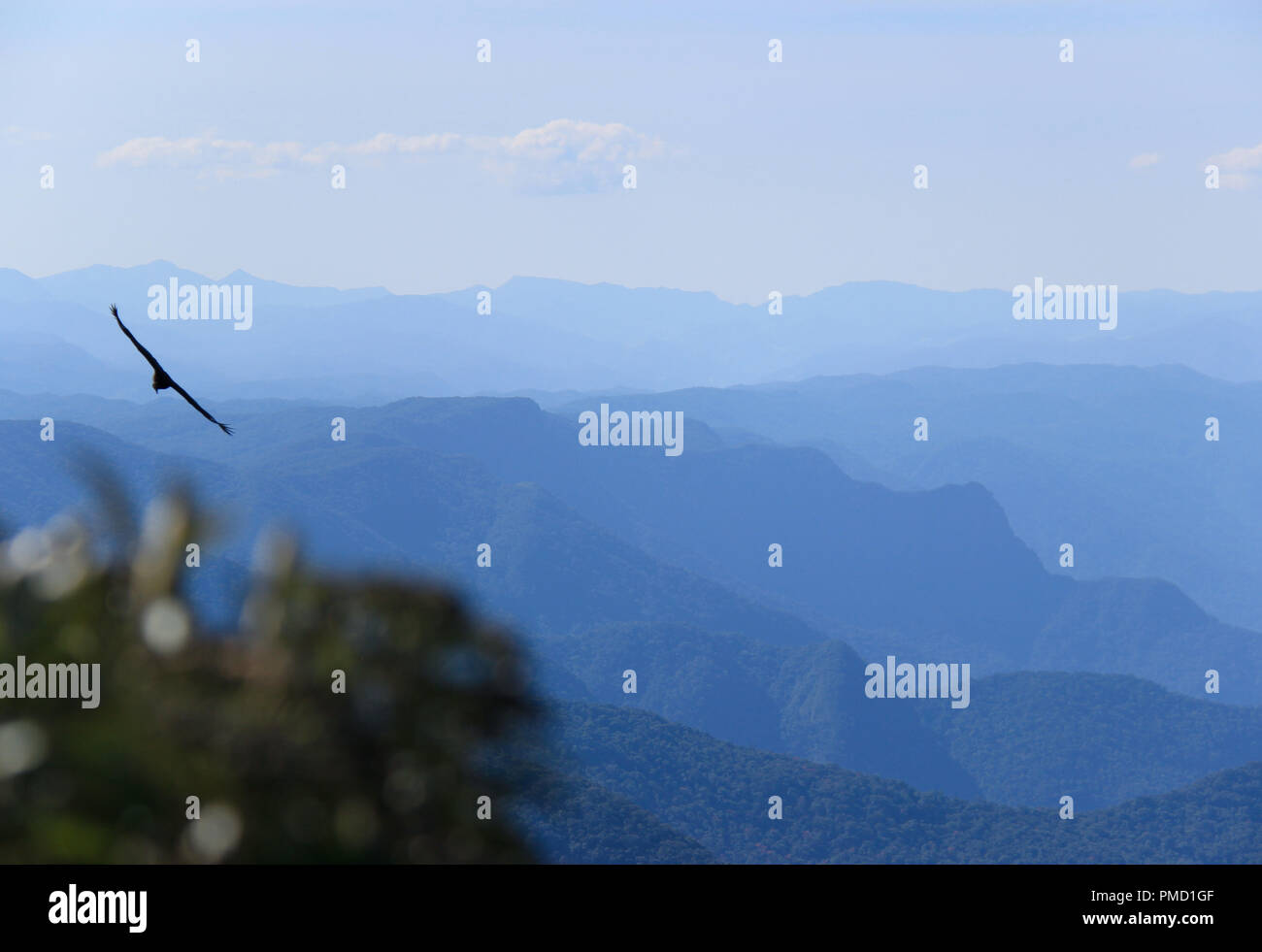 Free bird flying hi-res stock photography and images - Alamy