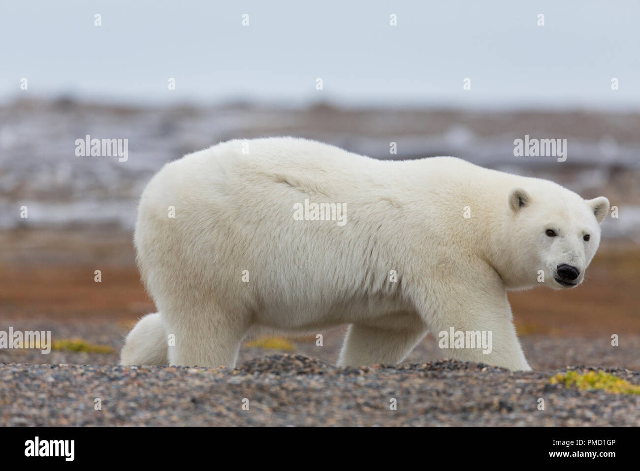 Polar bears (Ursus maritimus), Arctic National Wildlife Refuge, Alaska Stock Photo - Alamy