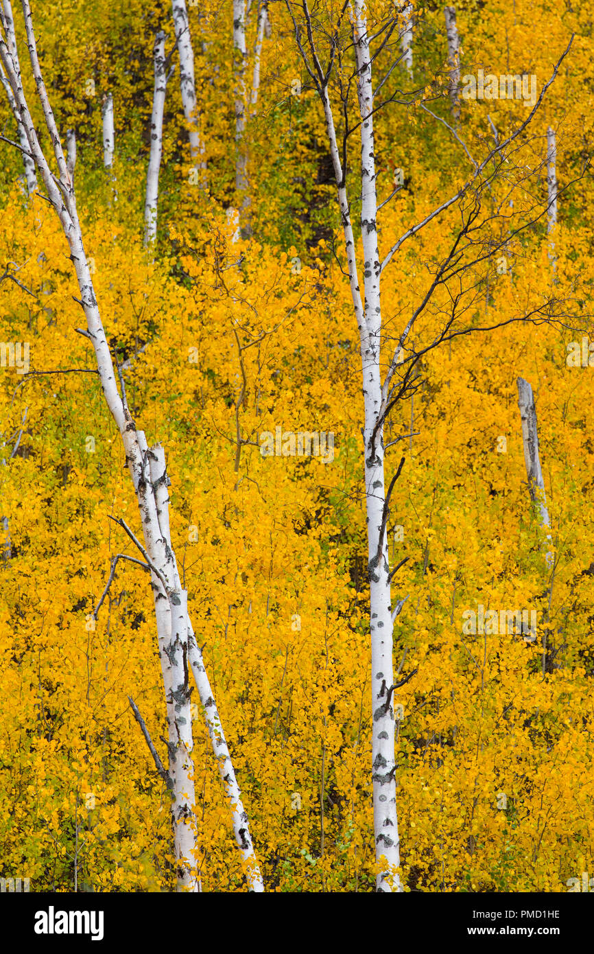 Aspen brooks hi-res stock photography and images - Alamy