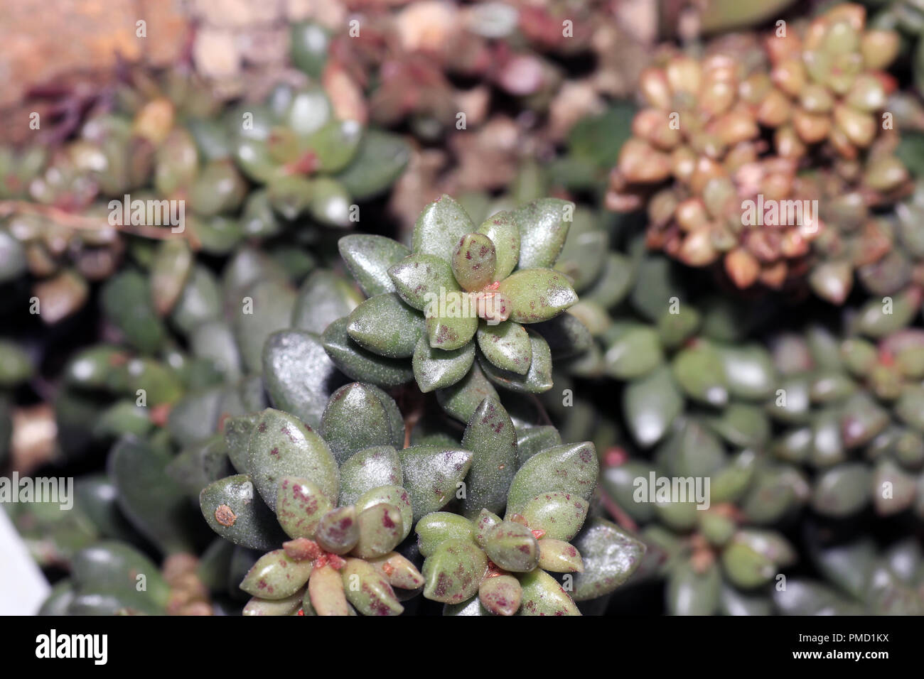 Succulents are succulent plants that are adapted to special climatic ...