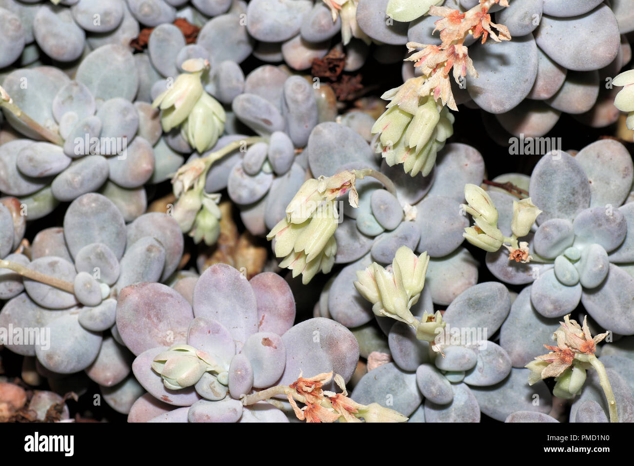 Succulents are succulent plants that are adapted to special climatic ...