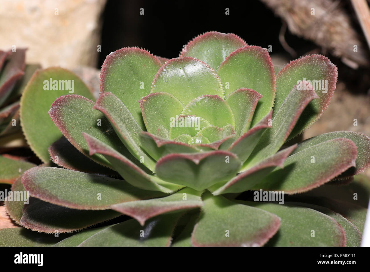 Succulents are succulent plants that are adapted to special climatic ...