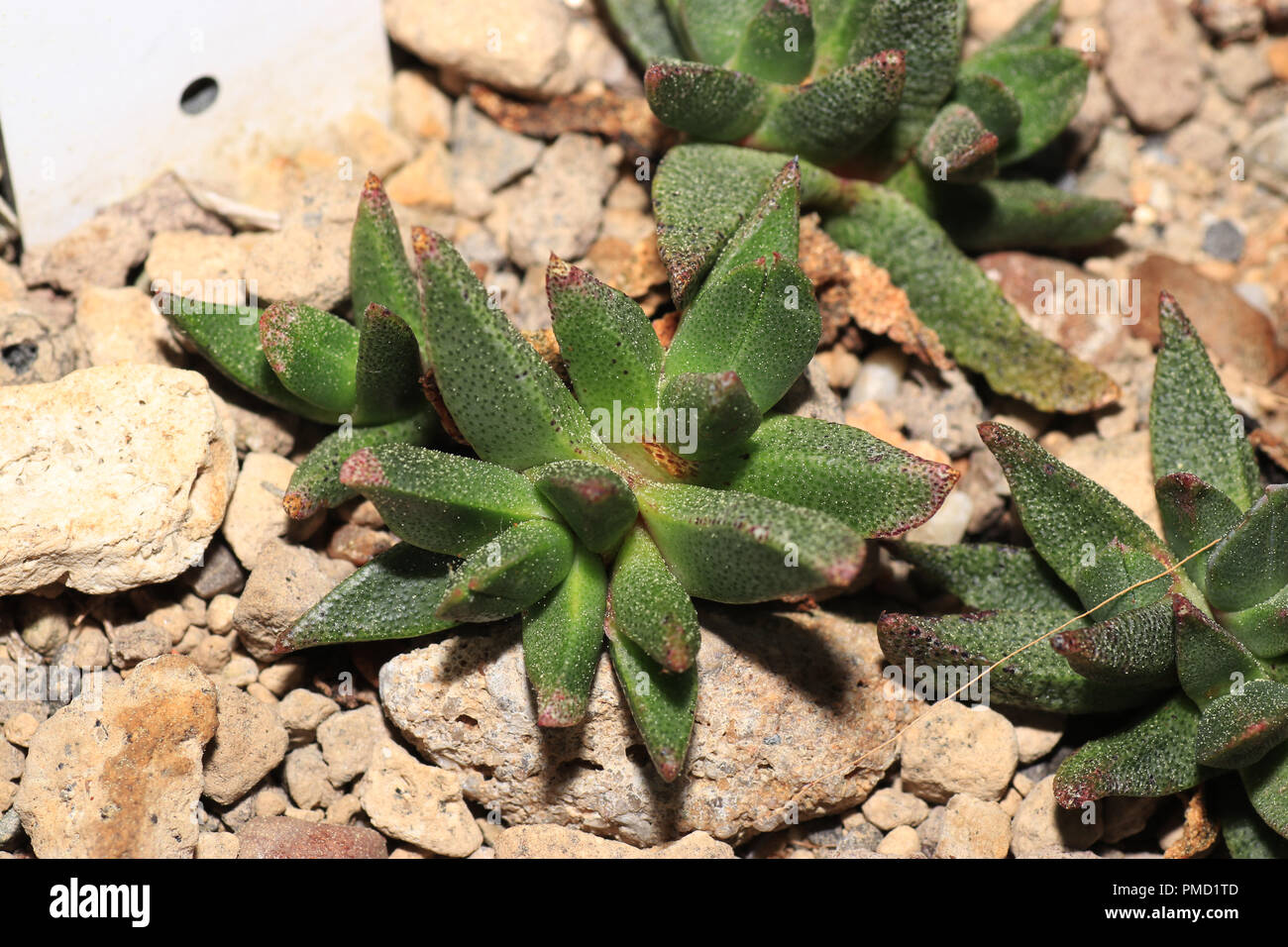 Succulents are succulent plants that are adapted to special climatic ...
