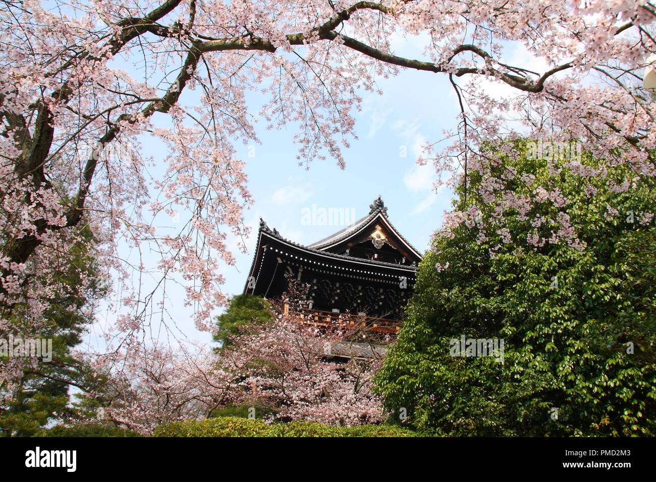 Cherry blossom japanese temple hi-res stock photography and images - Alamy