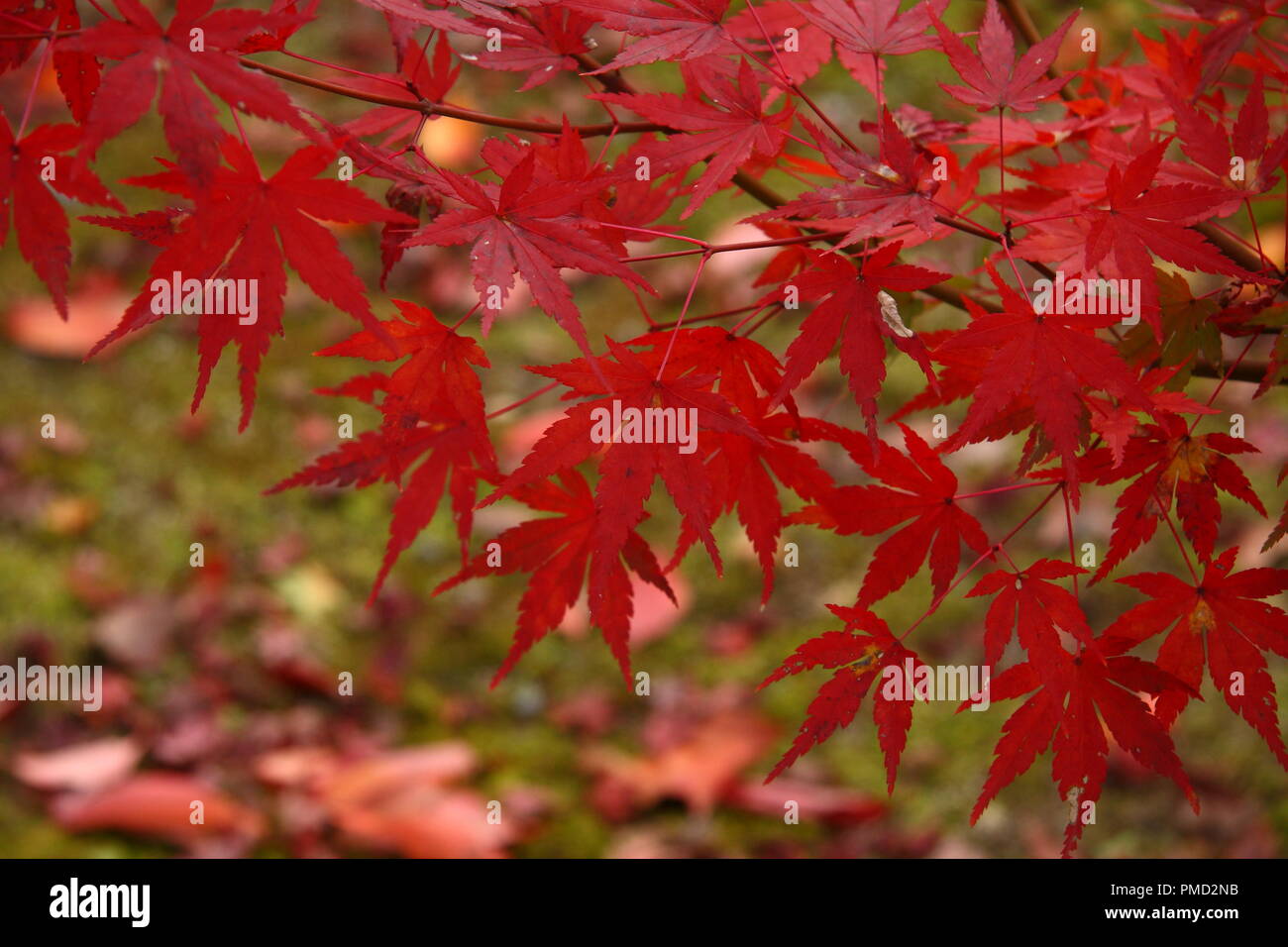 Red japanese maple trees in Kyoto Stock Photo - Alamy