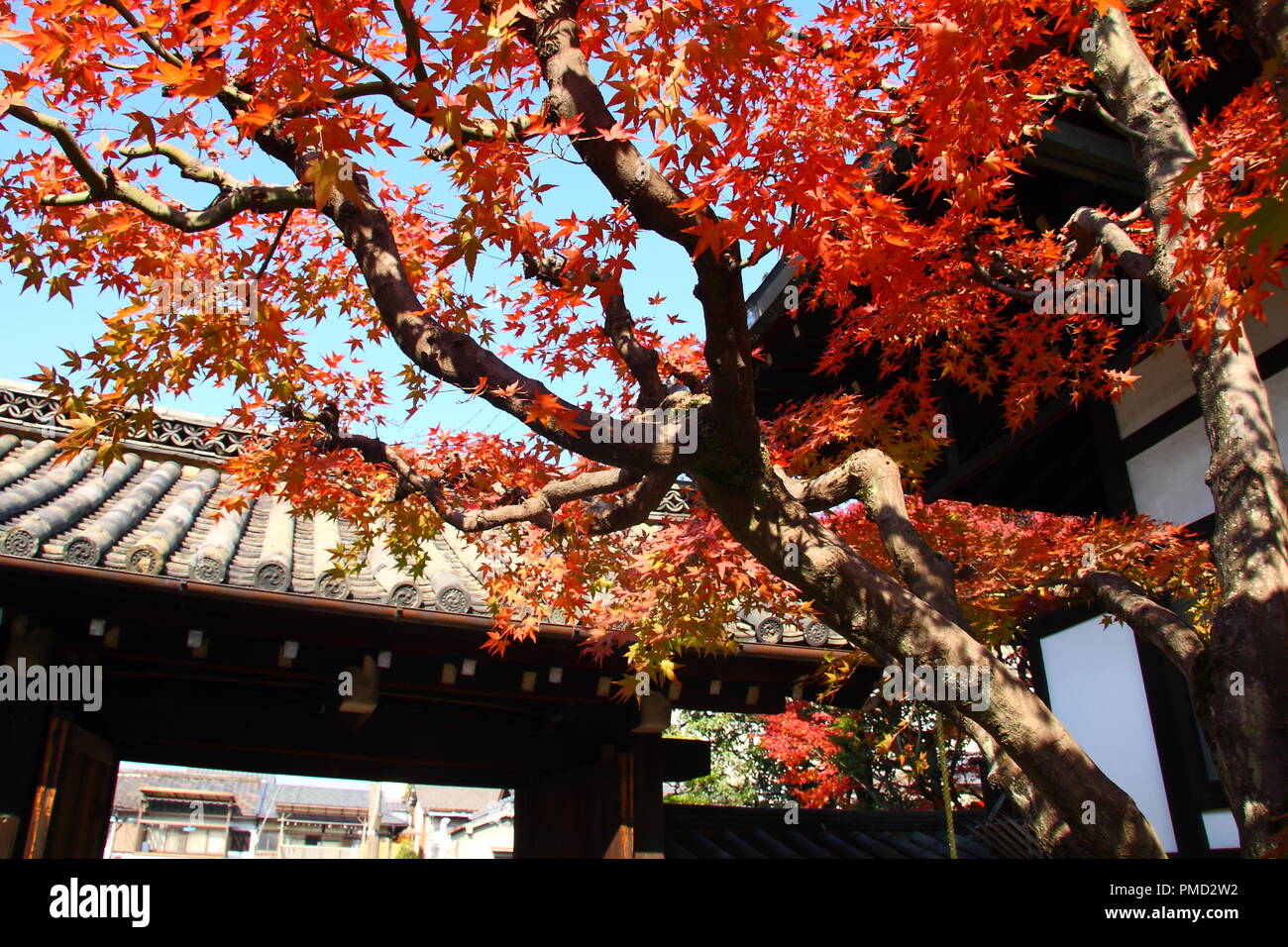 Red japanese maple trees in Kyoto Stock Photo - Alamy