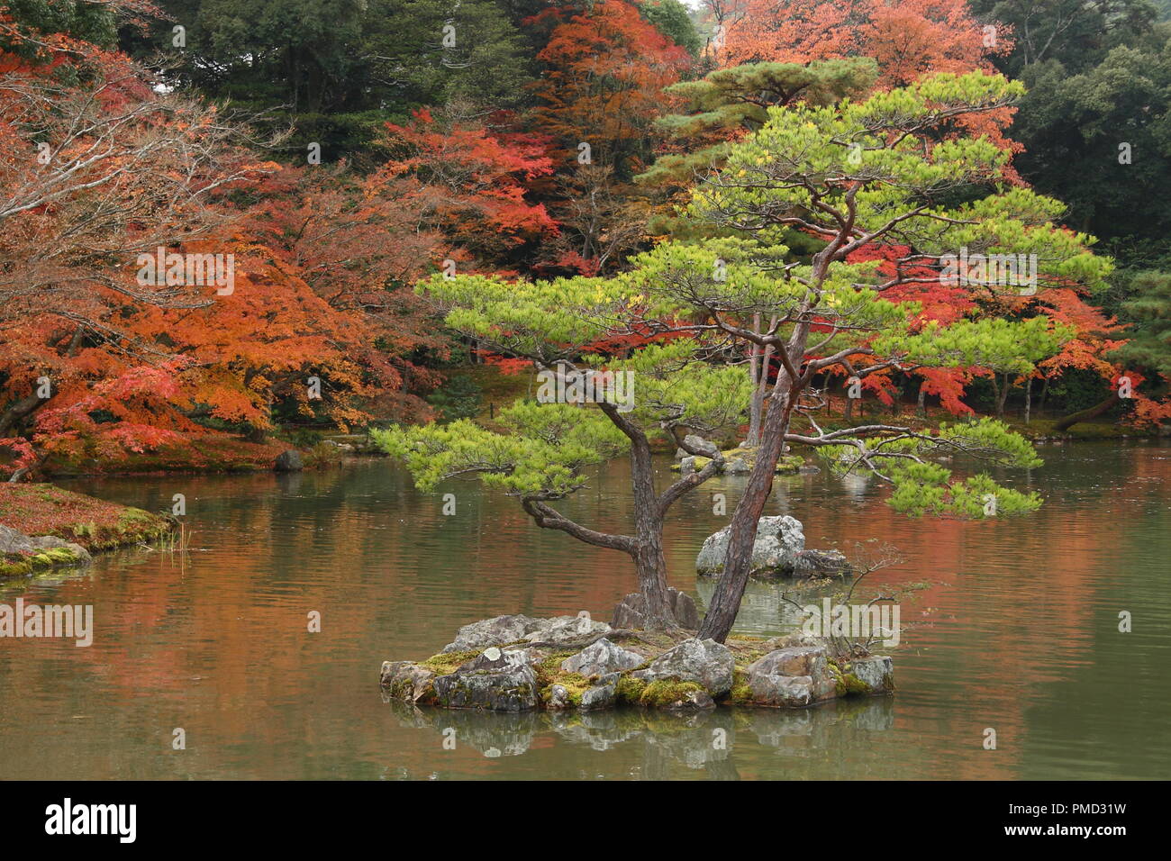 Red japanese maple trees in Kyoto Stock Photo - Alamy
