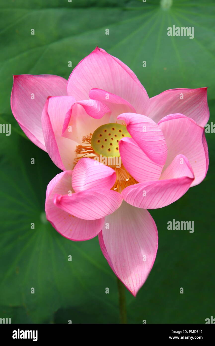 Beautiful lotus flower Stock Photo - Alamy