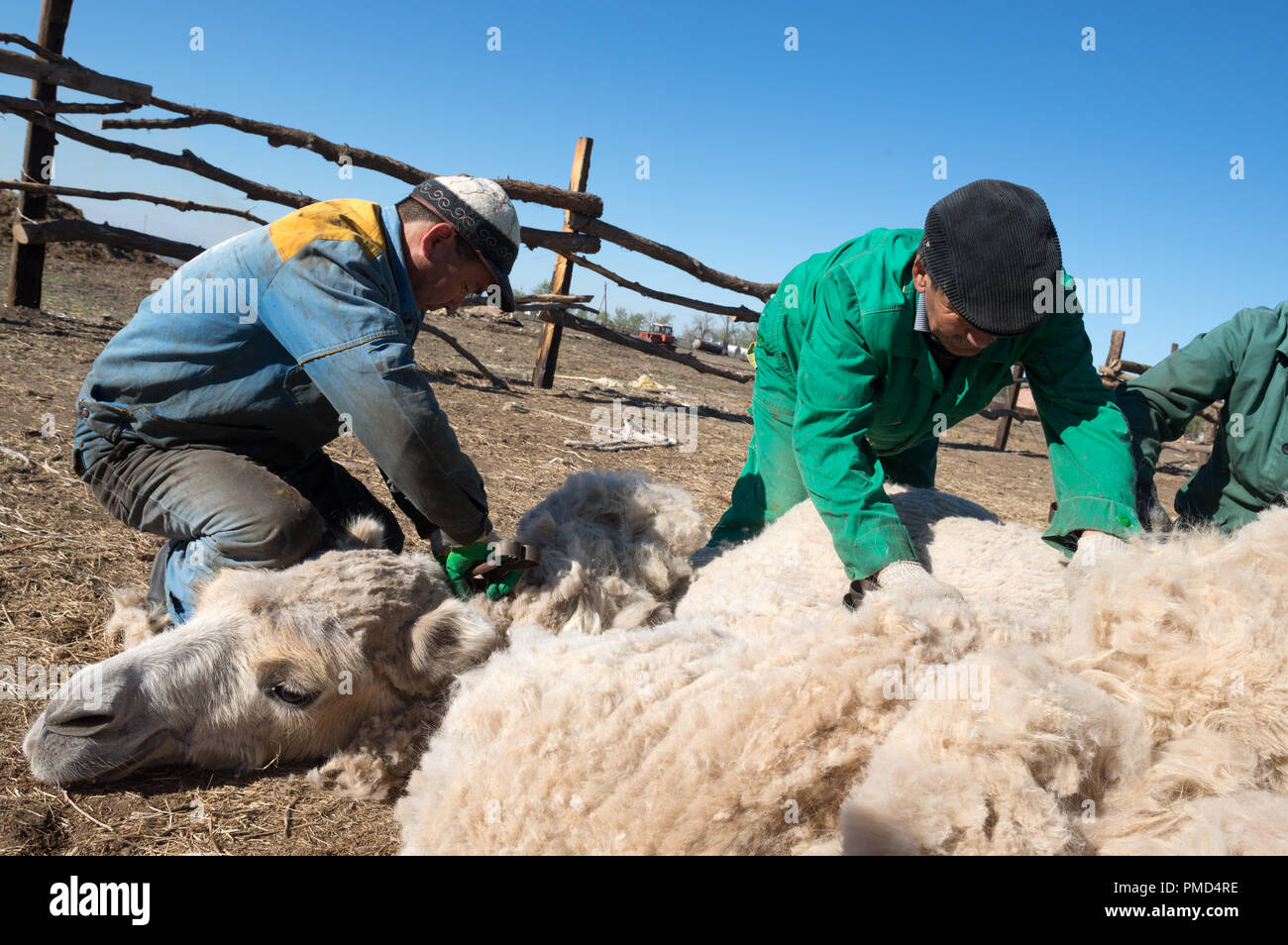 Bactrian camel shearing (clipping) at the camel farm «Aksarayskiy ...
