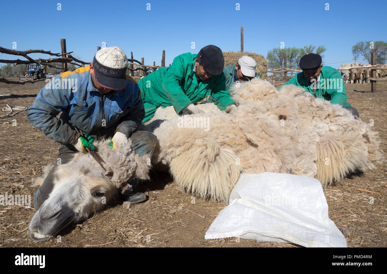 Bactrian camel shearing (clipping) at the camel farm «Aksarayskiy ...