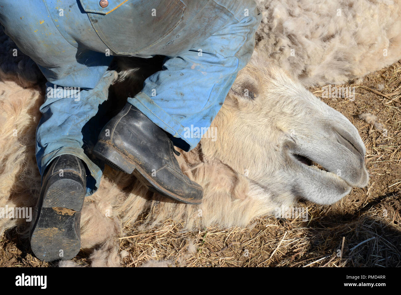 Bactrian camel shearing (clipping) at the camel farm «Aksarayskiy ...