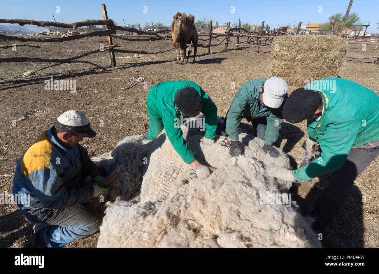 Bactrian camel shearing (clipping) at the camel farm «Aksarayskiy ...