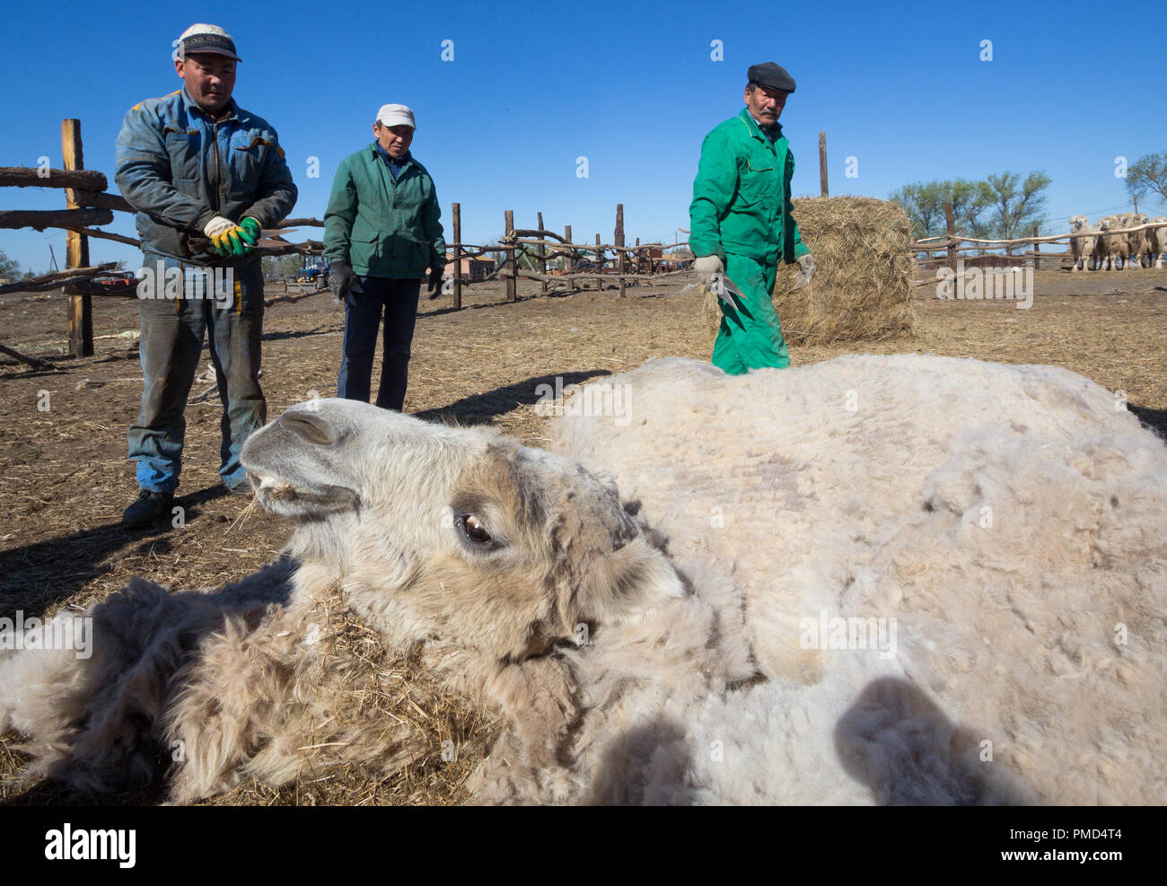 Bactrian camel shearing (clipping) at the camel farm «Aksarayskiy ...