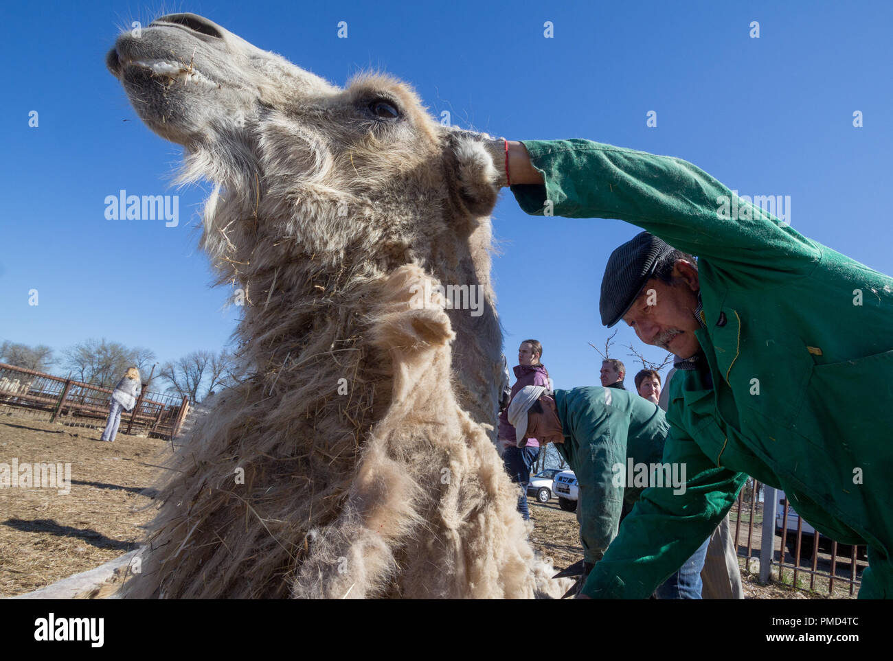 Bactrian camel shearing (clipping) at the camel farm «Aksarayskiy ...