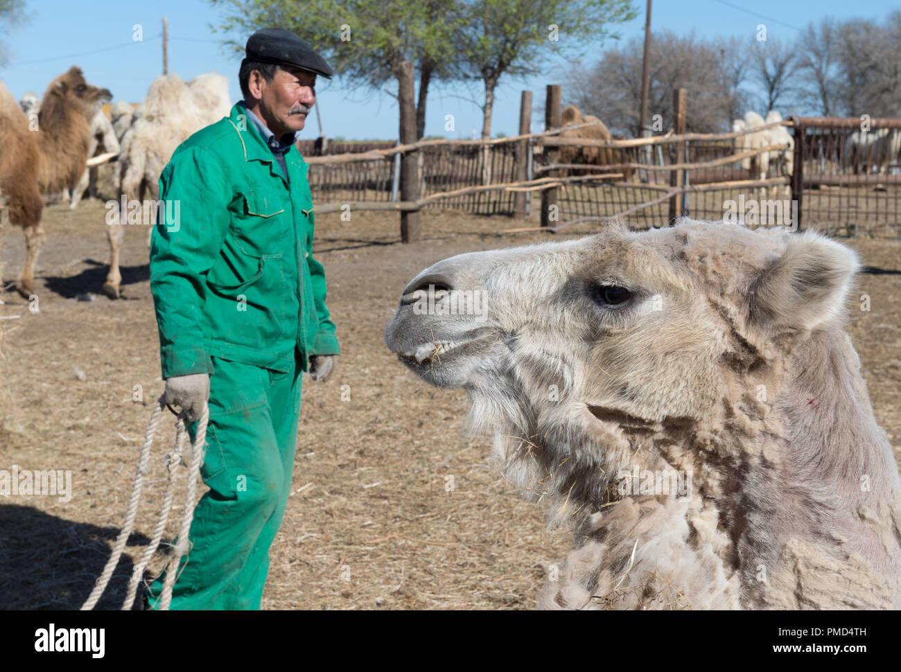 Wool clipping hi-res stock photography and images - Alamy