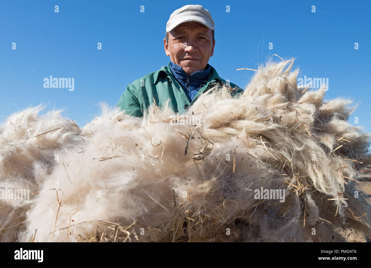 Camel shearer (clipper) holds sheared wool on hands at the camel farm ...