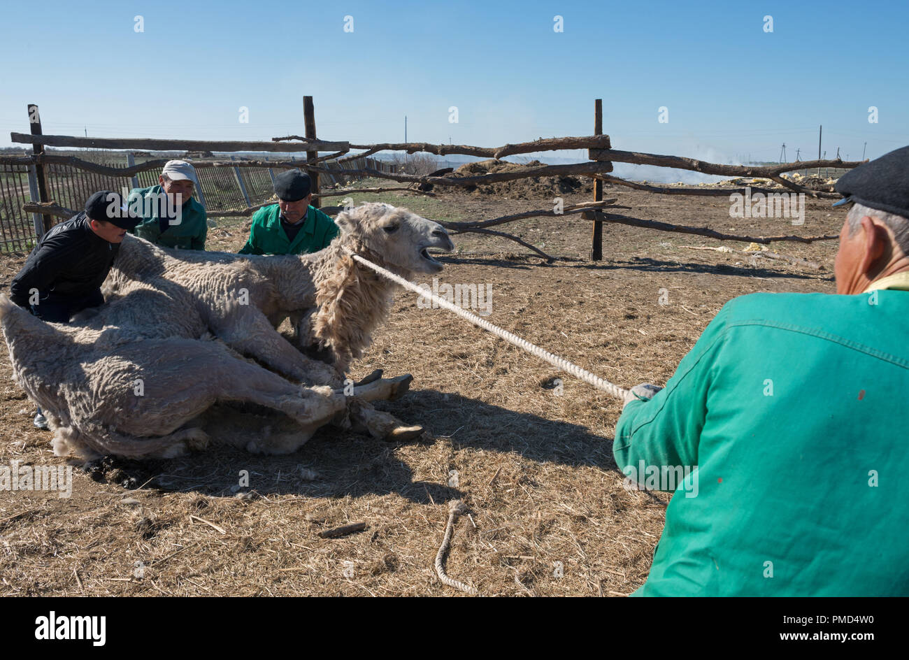Bactrian camel shearing (clipping) at the camel farm «Aksarayskiy ...