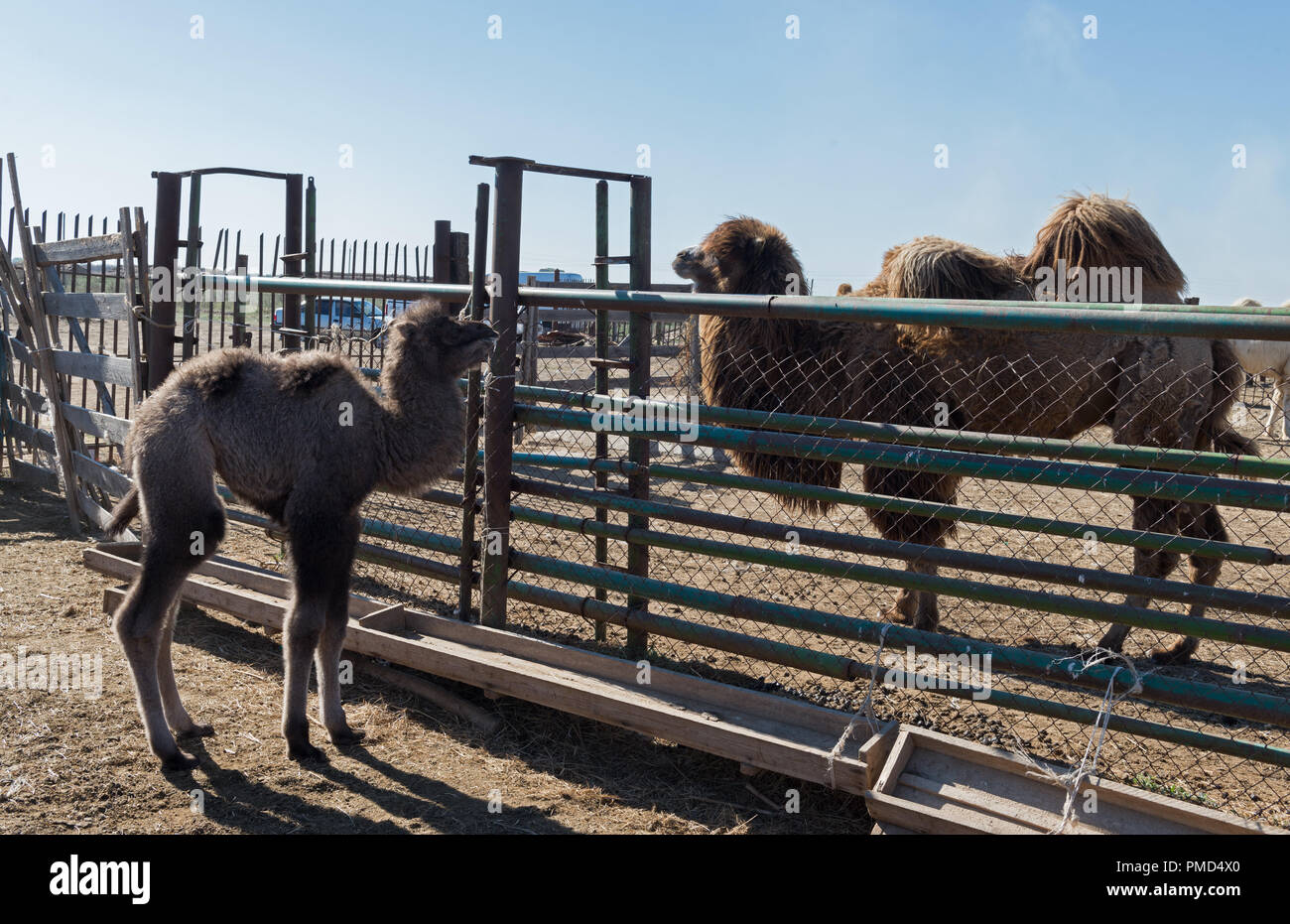 Bactrian camels at the camel farm "Aksarayskiy" in the steppe at the ...
