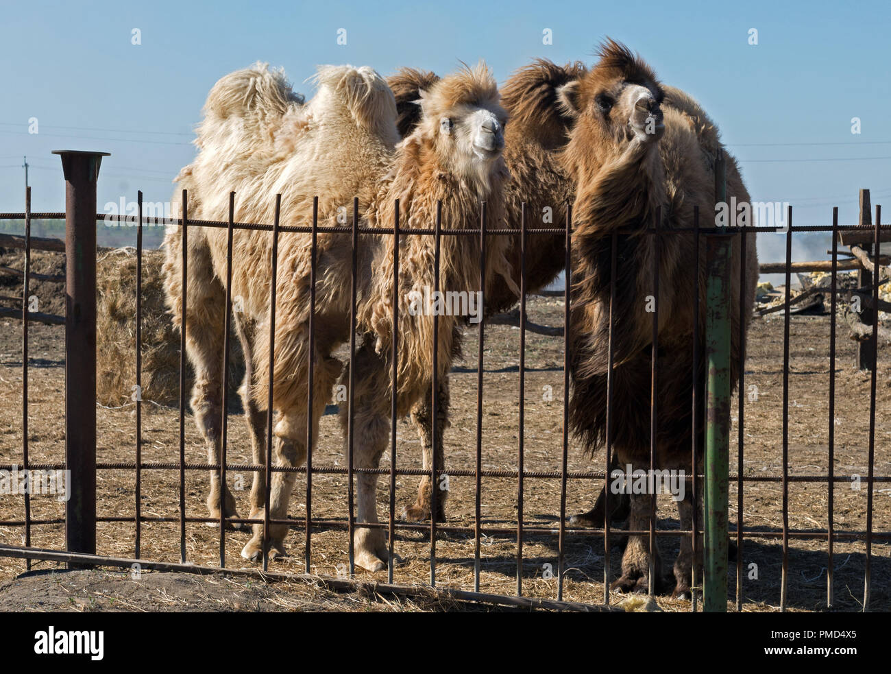 Bactrian camels at the camel farm "Aksarayskiy" in the steppe at the ...