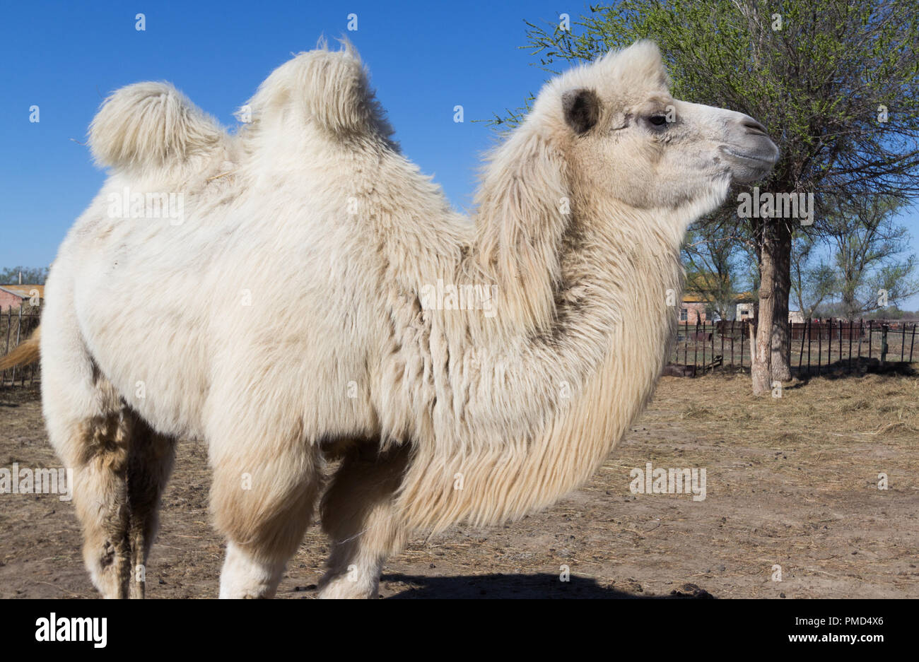 Bactrian camels at the camel farm "Aksarayskiy" in the steppe at the ...