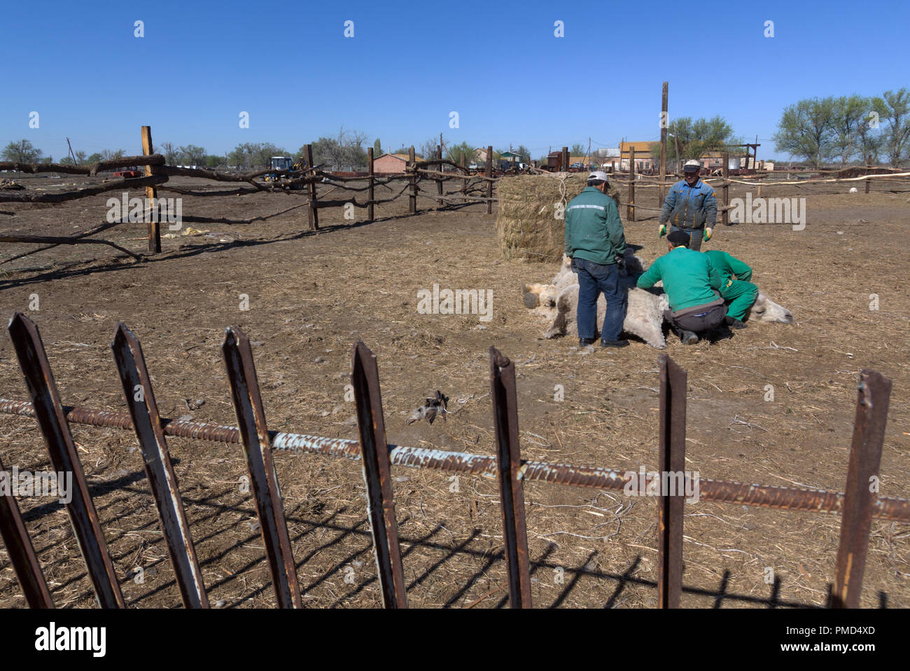 Bactrian camel shearing (clipping) at the camel farm «Aksarayskiy ...