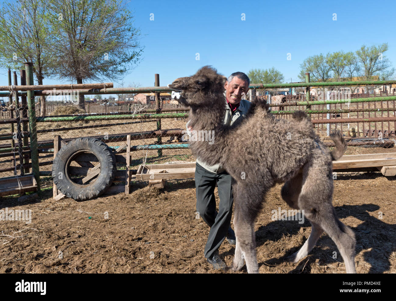 Bactrian camels at the camel farm "Aksarayskiy" in the steppe at the ...