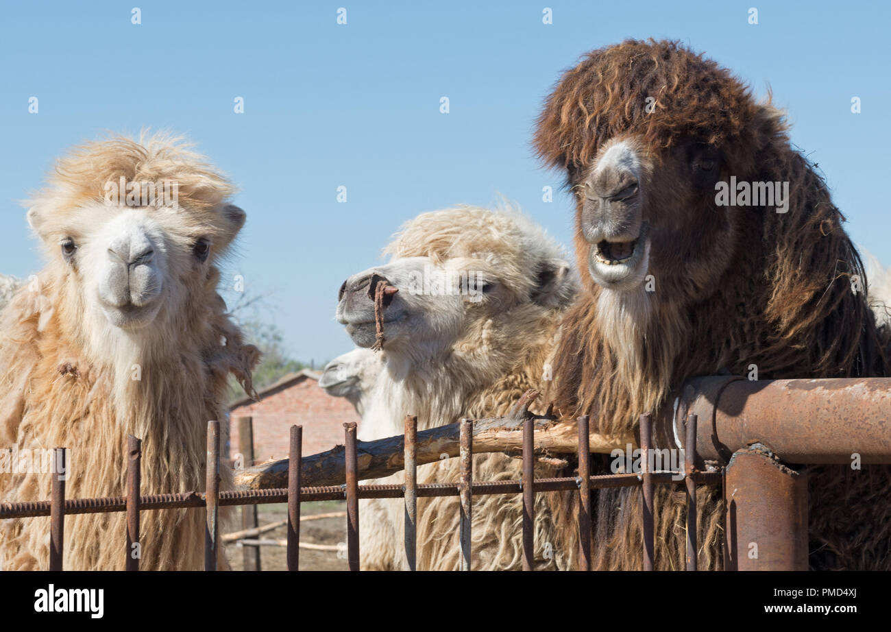 Bactrian camels at the camel farm "Aksarayskiy" in the steppe at the ...