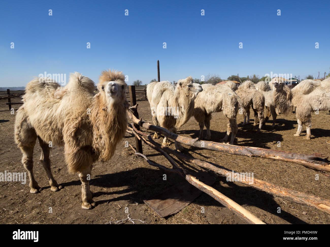 Bactrian camels at the camel farm "Aksarayskiy" in the steppe at the ...