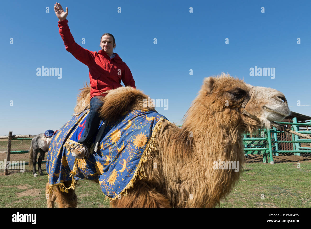 Bactrian camel with rider hi-res stock photography and images - Alamy