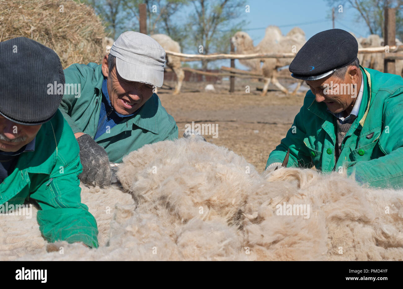 Bactrian camel shearing (clipping) at the camel farm «Aksarayskiy ...