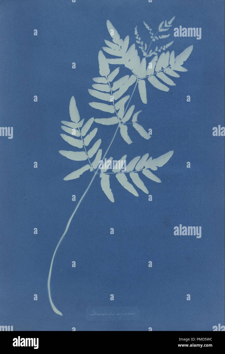 Cyanotype australian plant hi-res stock photography and images - Alamy