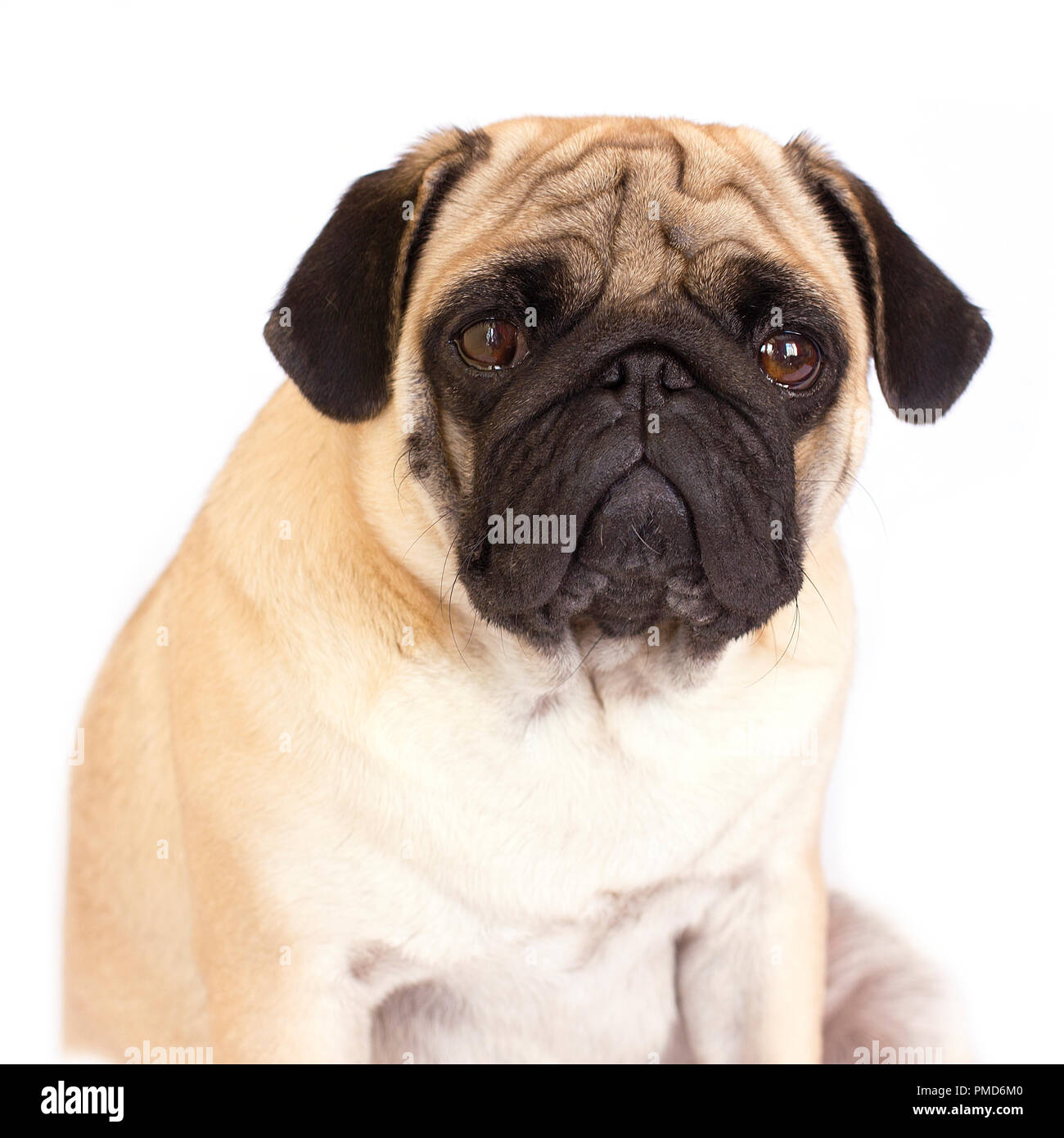 A sitting pug dog looks sad. Isolated Stock Photo - Alamy