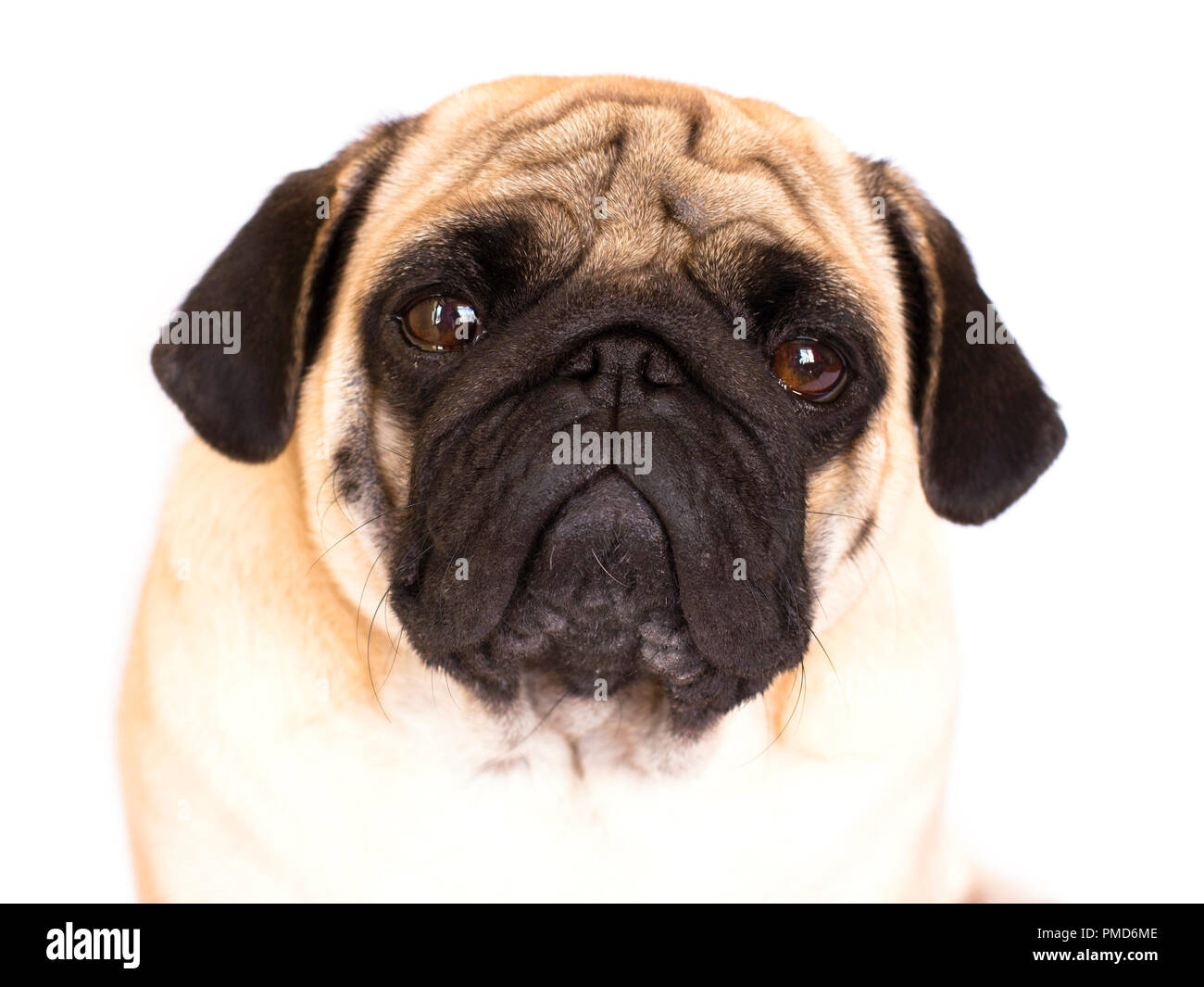 A cute pug dog with a sad Cut Out Stock Images & Pictures - Alamy
